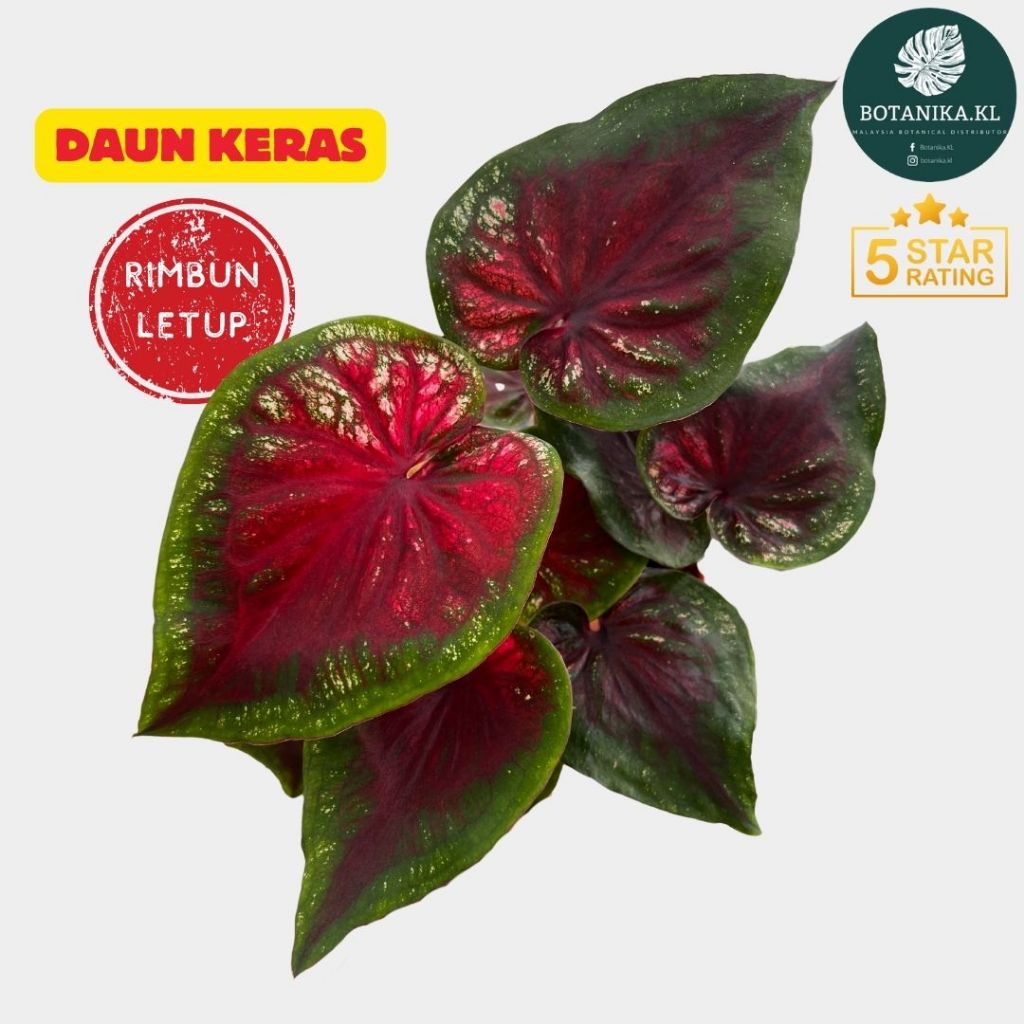 [Botanika.KL] Rimbun Letup Caladium Berlian🍀 Pokok Keladi Pokok Hiasan ...