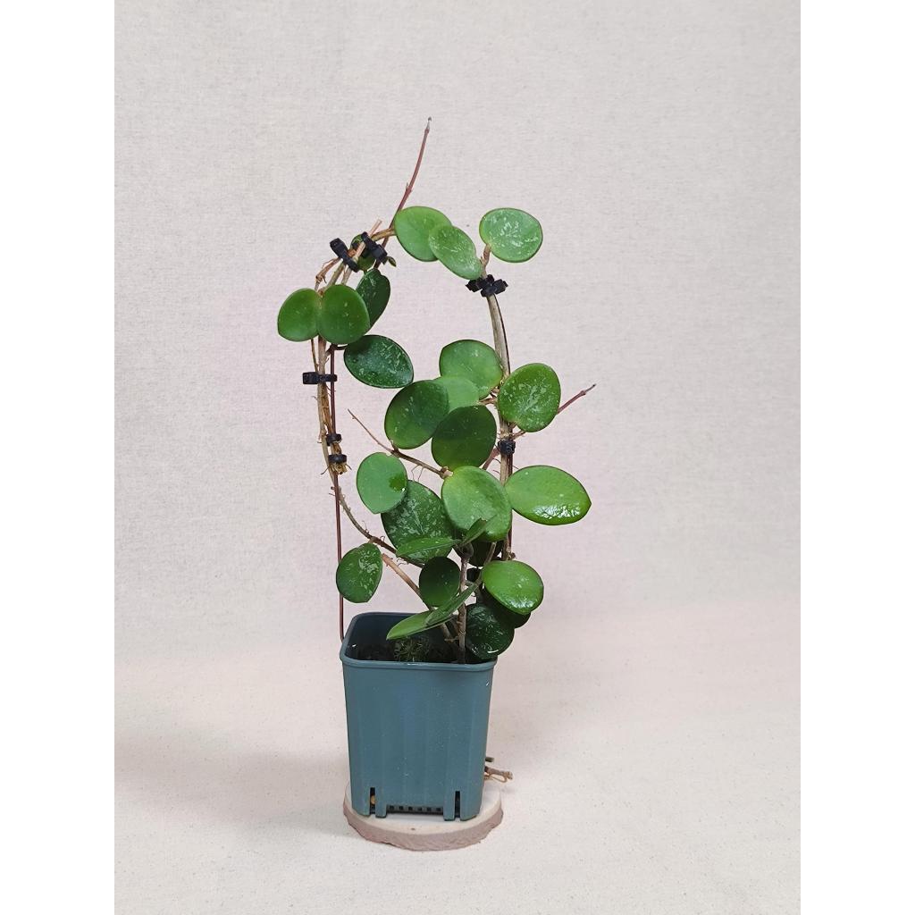 Teenature - Hoya Mathilde Splash (trellis included as displayed ...