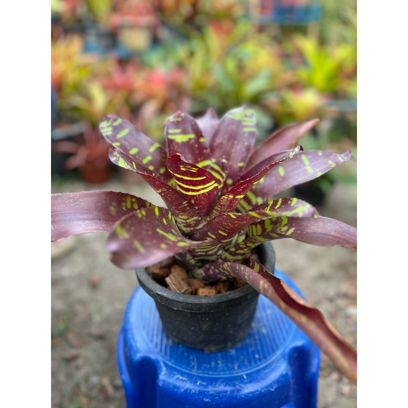 Pokok Bromeliads Tiger Sun Fire Storm | Shopee Malaysia