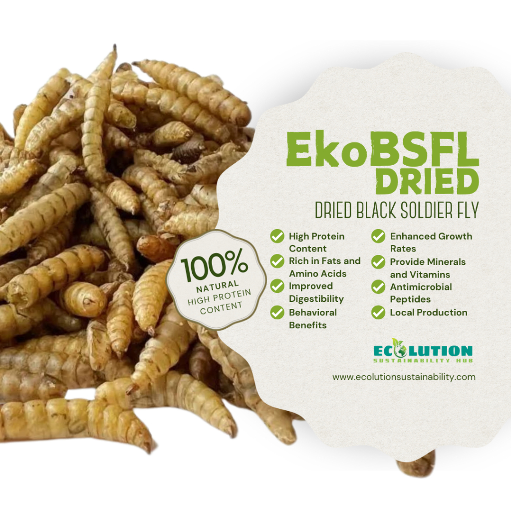 Premium Pet Food (DRIED BSF) / Sugarglider / Koi Fish / Chicken / Bird ...