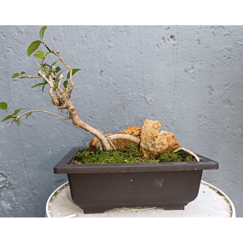 #Bonsai jeliti#wrightia Religiosa#水梅盆栽#water jasmine#Anting putri#mini ...