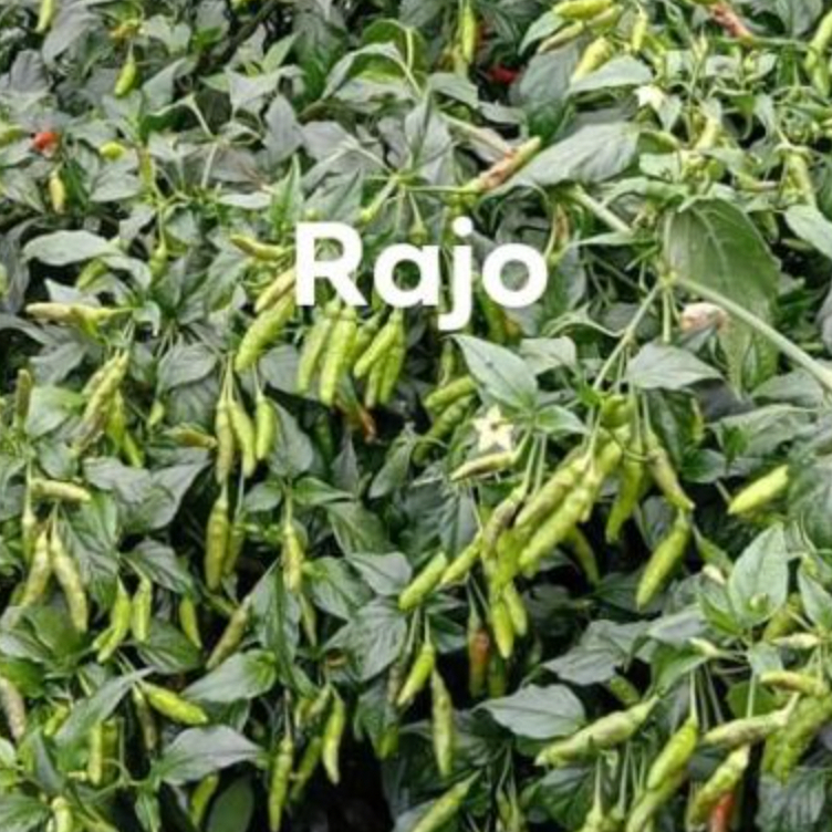 Biji Benih Cili Api RAJO Pedas Panah Merah Chili RAJO Seed Cili Padi ...