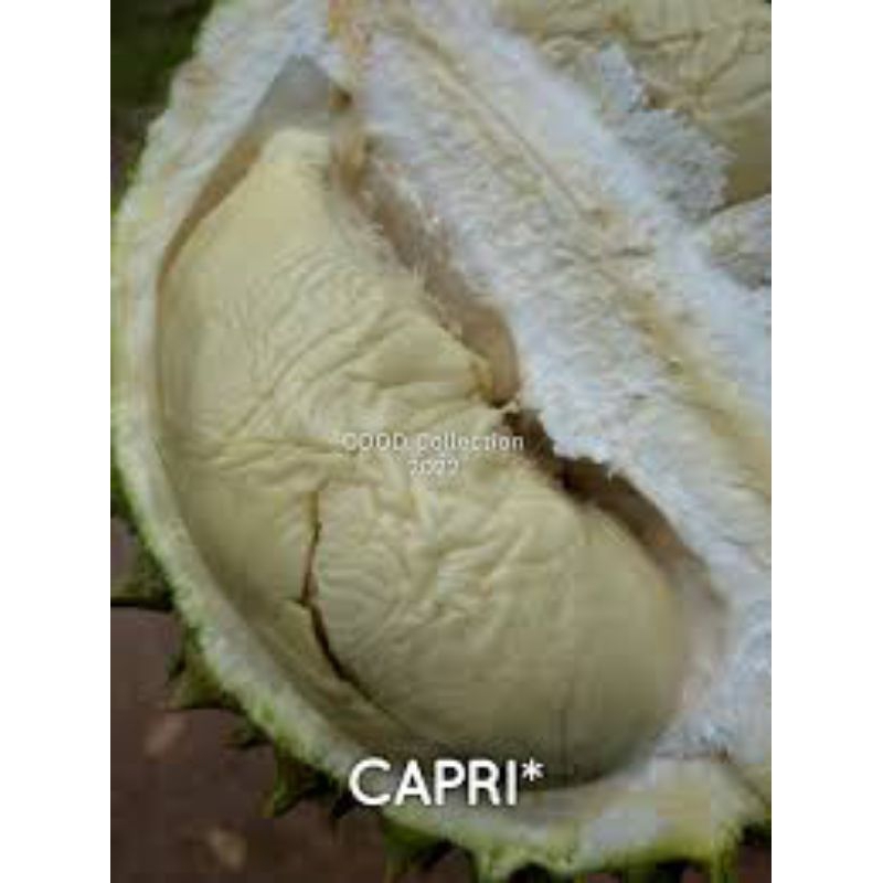 Klon Rare Pokok Durian Capri Penang(Anak Pokok) | Shopee Malaysia