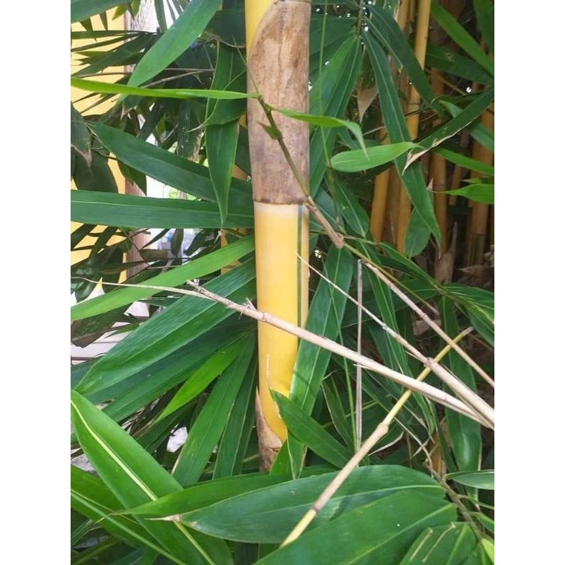 Pokok Buluh Lemang Kuning / Bali Bamboo / Schizostachyum brachycladum ...