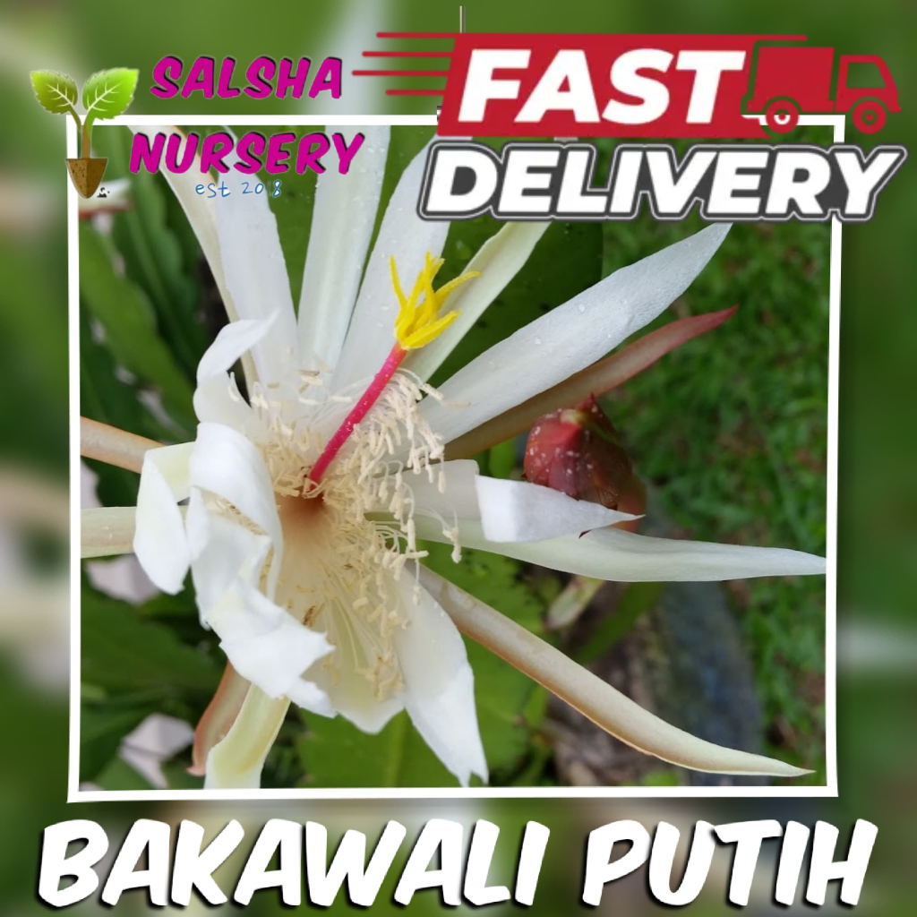 Pokok bunga BAKAWALI | pokok bunga hiasan outdoor | Shopee Malaysia