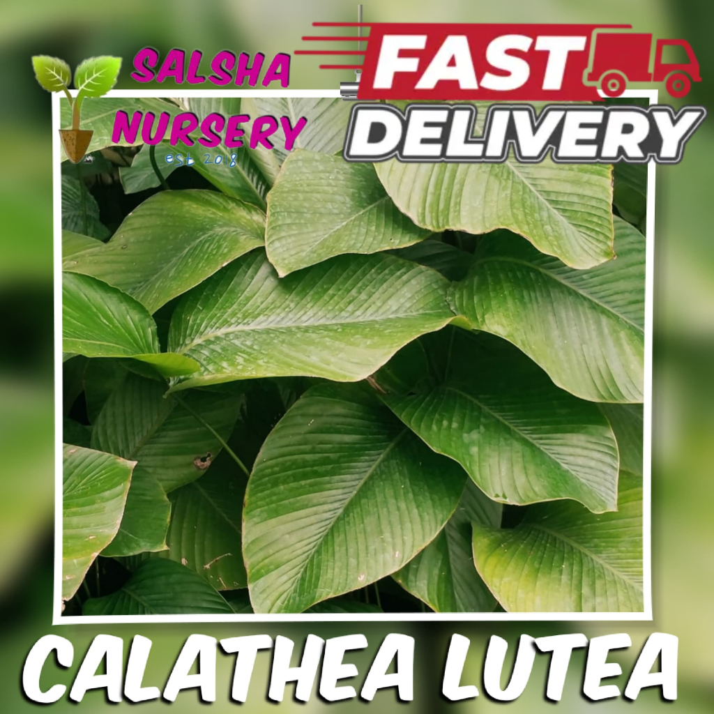 🌱 Pokok Calathea Lutea Pokok hiasan outdoor dan indoor | Shopee Malaysia