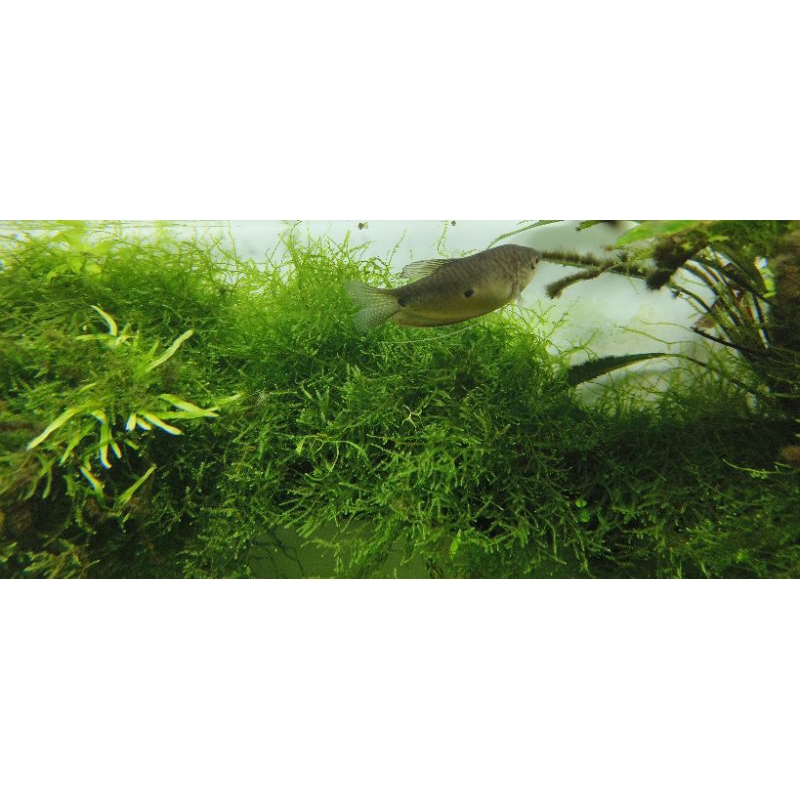 java moss lowtech aquatic plant | Shopee Malaysia