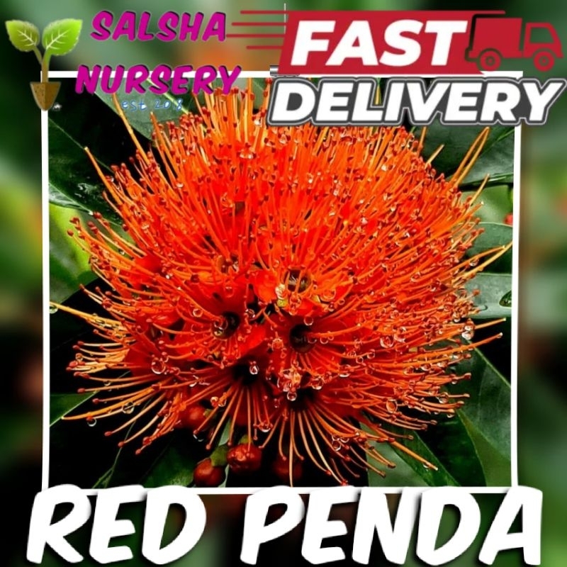 💥🔥 Pokok Hiasan Golden dan Red Penda | Shopee Malaysia