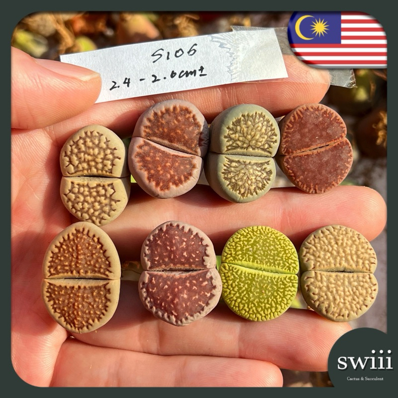 【S106】8pcs Big Lithops Plant As Photo 大颗生石花一物一拍 | Shopee Malaysia