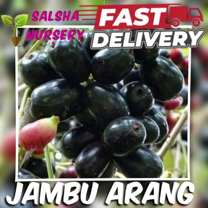 pokok jambu Arang atau keriang dot | Shopee Malaysia