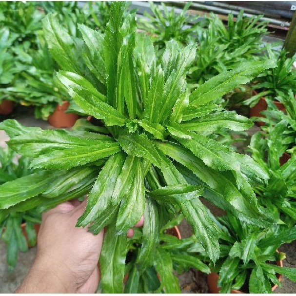 Anak Pokok Ketumbar Jawa Wangi Herba Mexican Coriander Live Plants ...