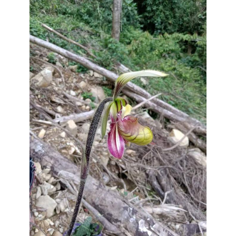 PAPHIOPEDILUM SANGII(SULAWESI SP) | Shopee Malaysia