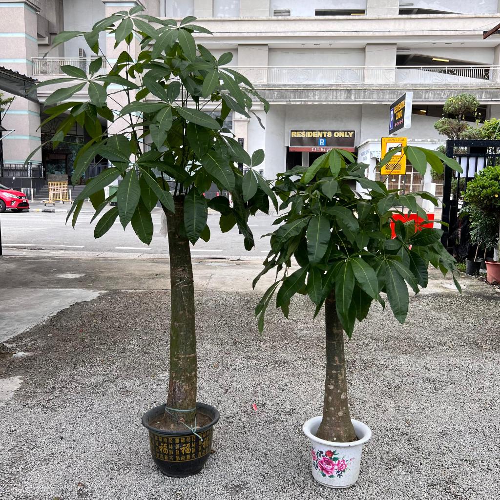 GPS Green Plant Society Live Tree Pachira Single Stem / Money Tree ...