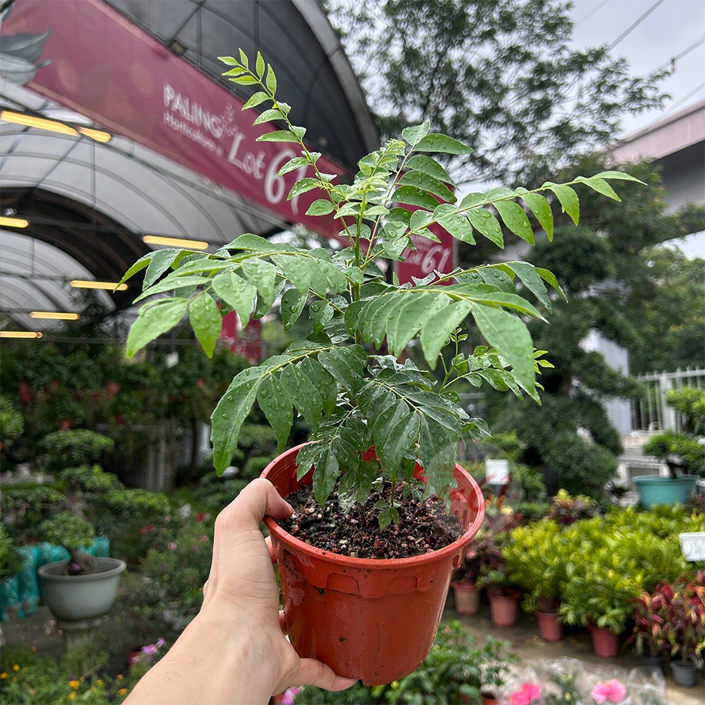 [Paling Horticulture Sdn Bhd] Anak Pokok Kari 咖喱叶树苗 | Curry Leaf Tree ...