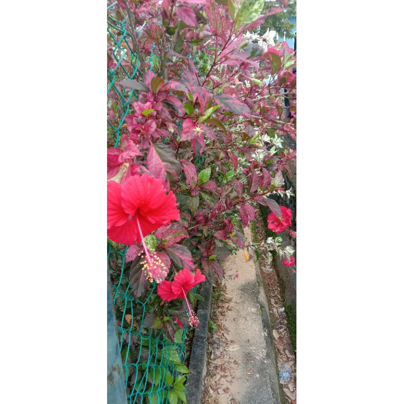 Pokok Bunga raya / Hibiscus plant | Shopee Malaysia
