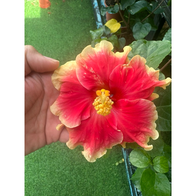 bunga raya hybrid juns joy | Shopee Malaysia