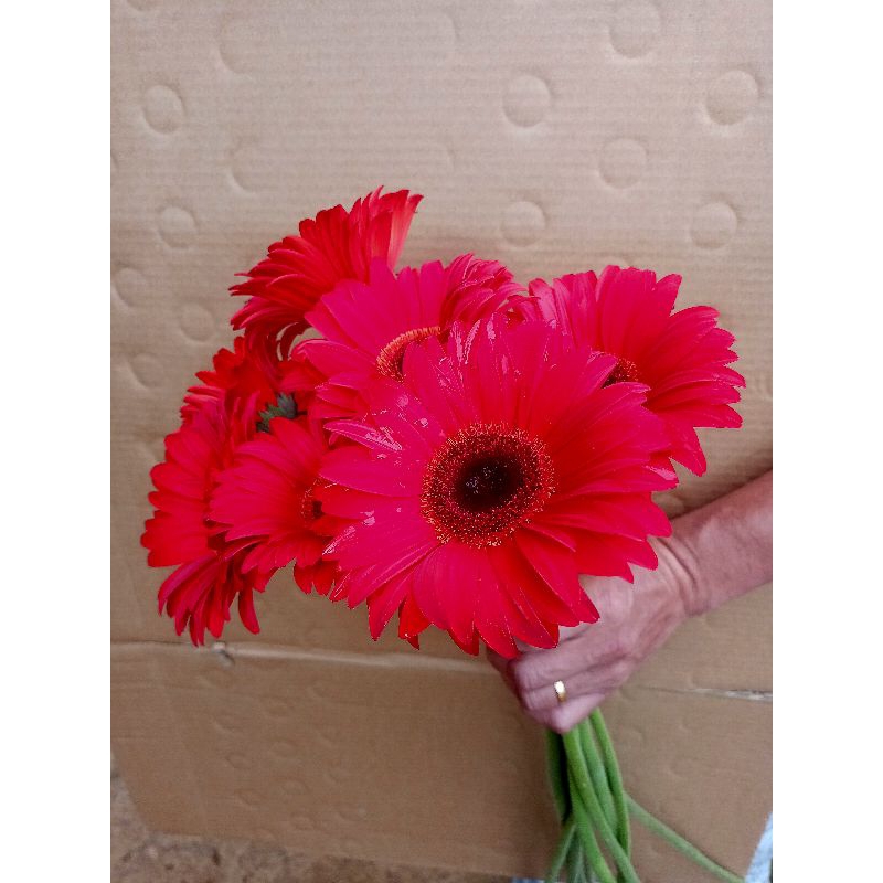 Fresh Gerbera/Daisy direct from farm of Cameron Highlands 非洲菊 Red Type ...