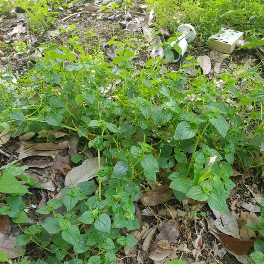 Pokok Sireh Cina 5 pokok | Shopee Malaysia