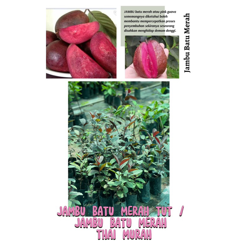 JAMBU BATU MERAH TUT / JAMBU BATU MERAH THAI MURAH | Shopee Malaysia