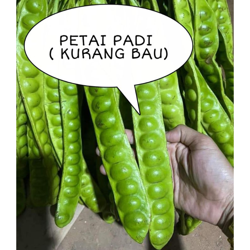 PETAI PADI KURANG BAU HARGA SEPAPAN | Shopee Malaysia