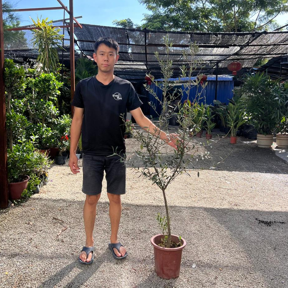 GPS Green Plant Society live plant Olive Tree 橄榄树 (Imported Plant 进口 ...