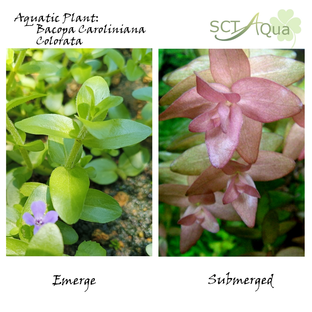 Bacopa Caroliniana Colorata(pink)粉红虎耳-Emerge水上叶/Aquatic plant/Tumbuhan ...