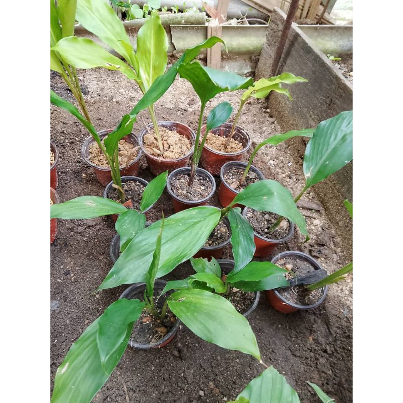 pokok pepijat | kesing | tepuih | Shopee Malaysia