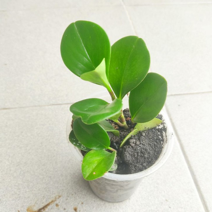 Anak Mas Cotek Jantan / Sempit-sempit (Ficus Deltoidea) | Shopee Malaysia