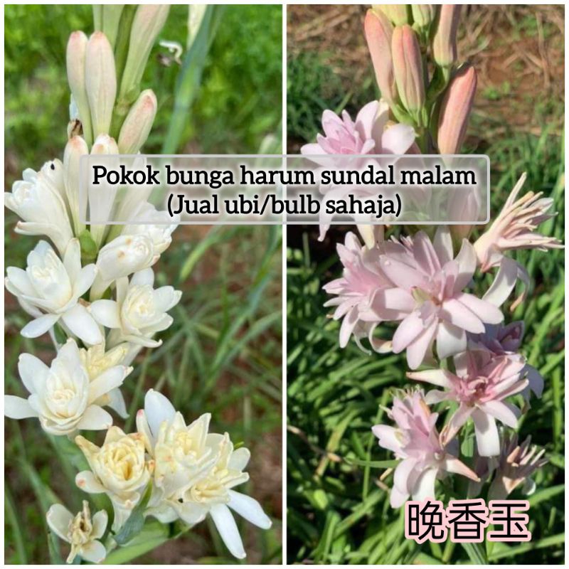 1 Ubi Bulb Bunga Harum Sundal Malam Pelbagai Warna Putih Pink Purple ...