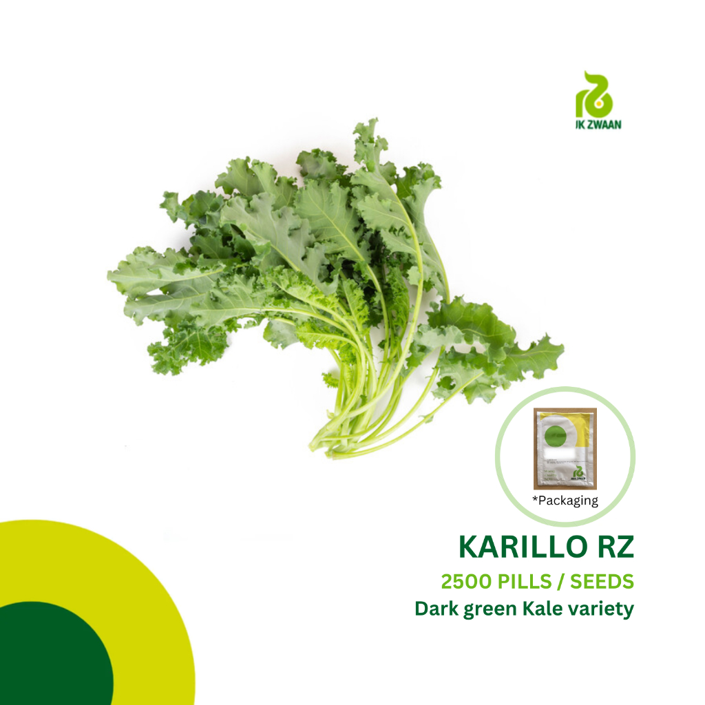 Rijk Zwaan Karillo RZ Dark Green Kale (2500 seeds) | Shopee Malaysia
