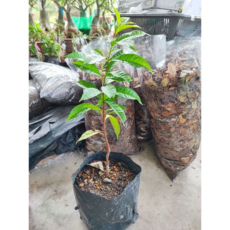 pokok salam/serai kayu/bay leaf | Shopee Malaysia