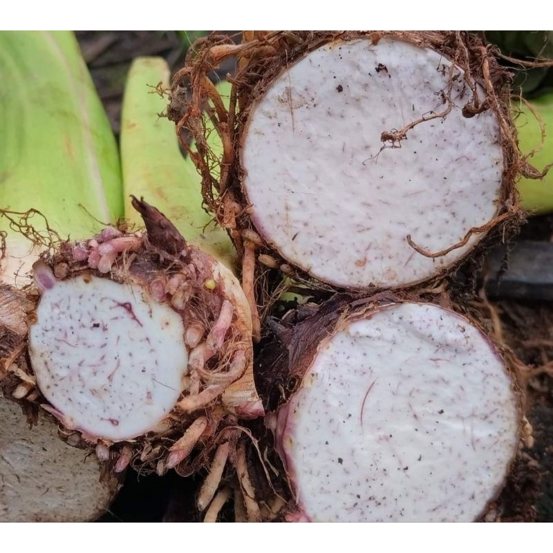 Organic Edible Purple Yam Seedlings Plant Taro Plant/Benih Pokok Keladi ...