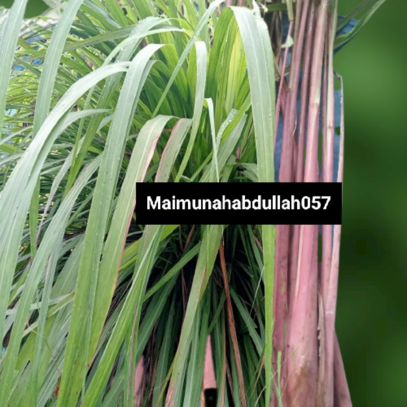 Pokok Serai Wangi/Cymbopogon Nardus. | Shopee Malaysia
