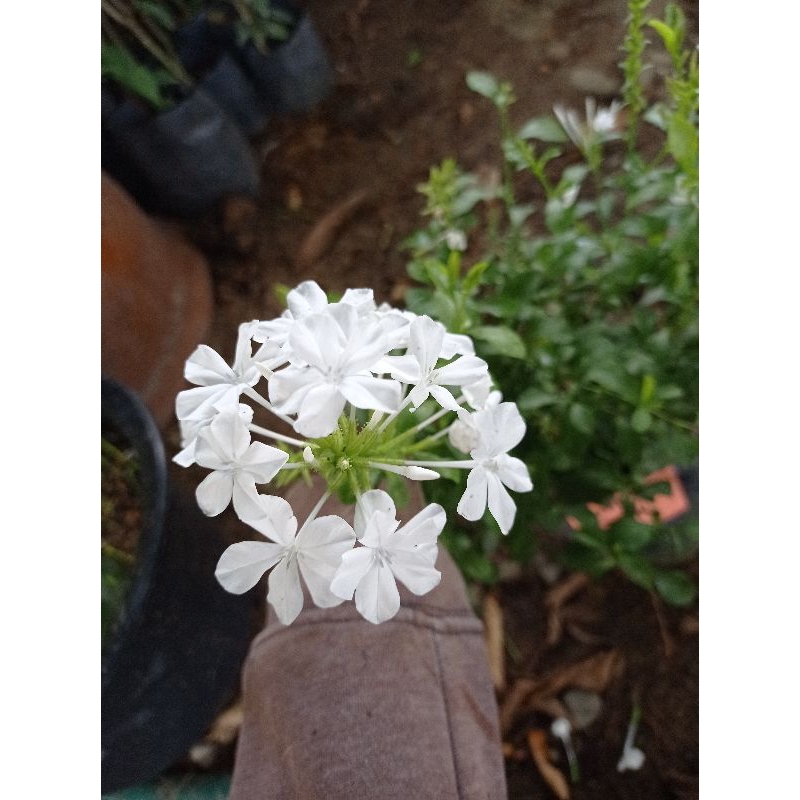 Bunga Plumbago Putih I Imperial White I Auriculata | Shopee Malaysia