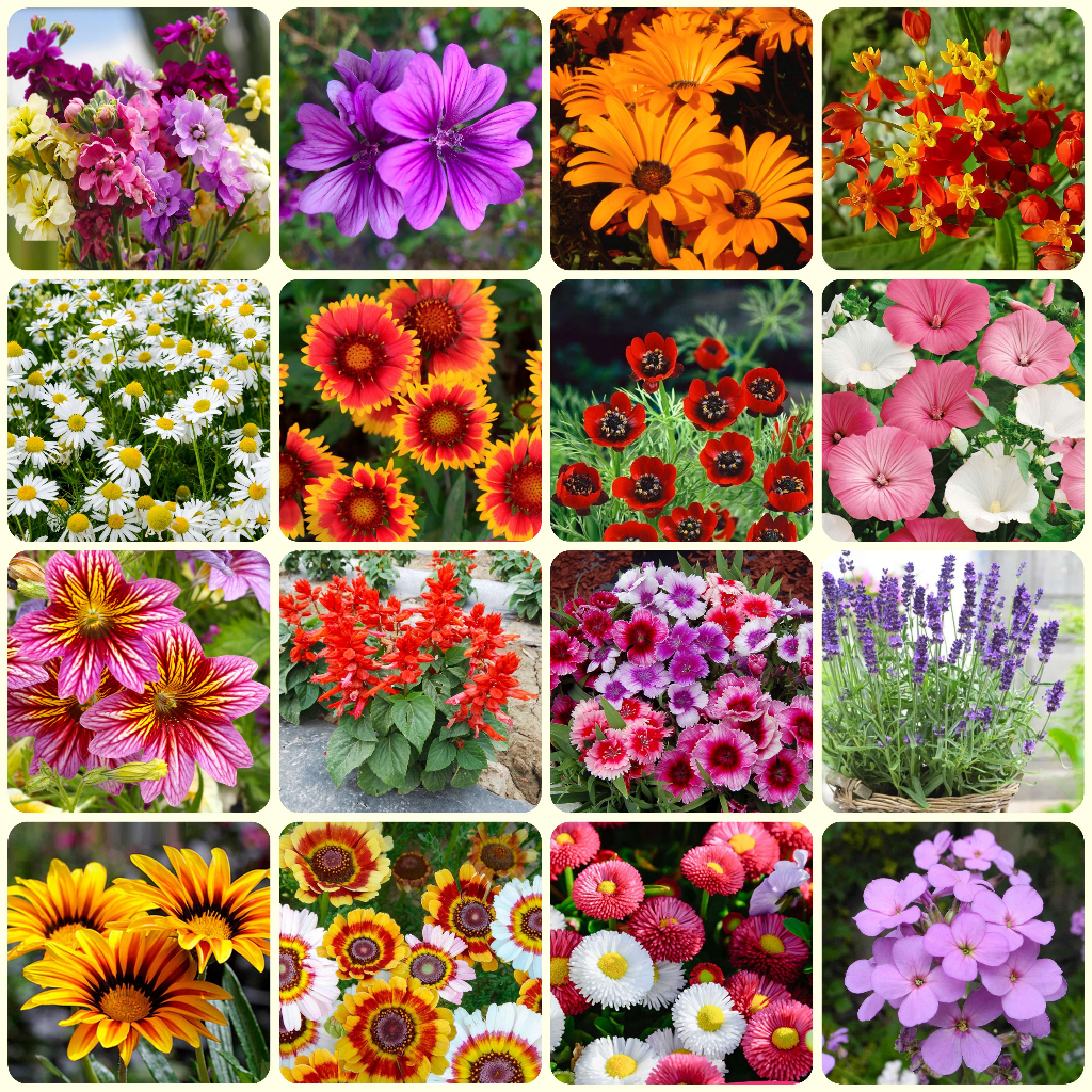 Flower Seeds : biji benih bunga (20 seeds) 花种子 (Dahlia lavender Gazania ...
