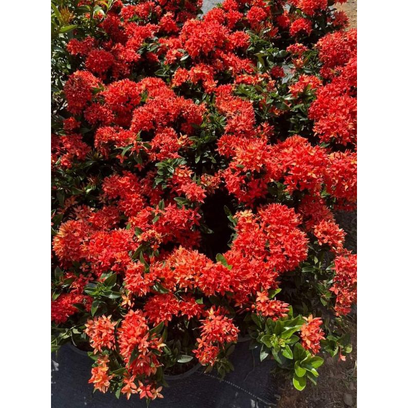 Ixora Lanscpe Live Plant Pokok Jejarum Pecah Periuk | Shopee Malaysia