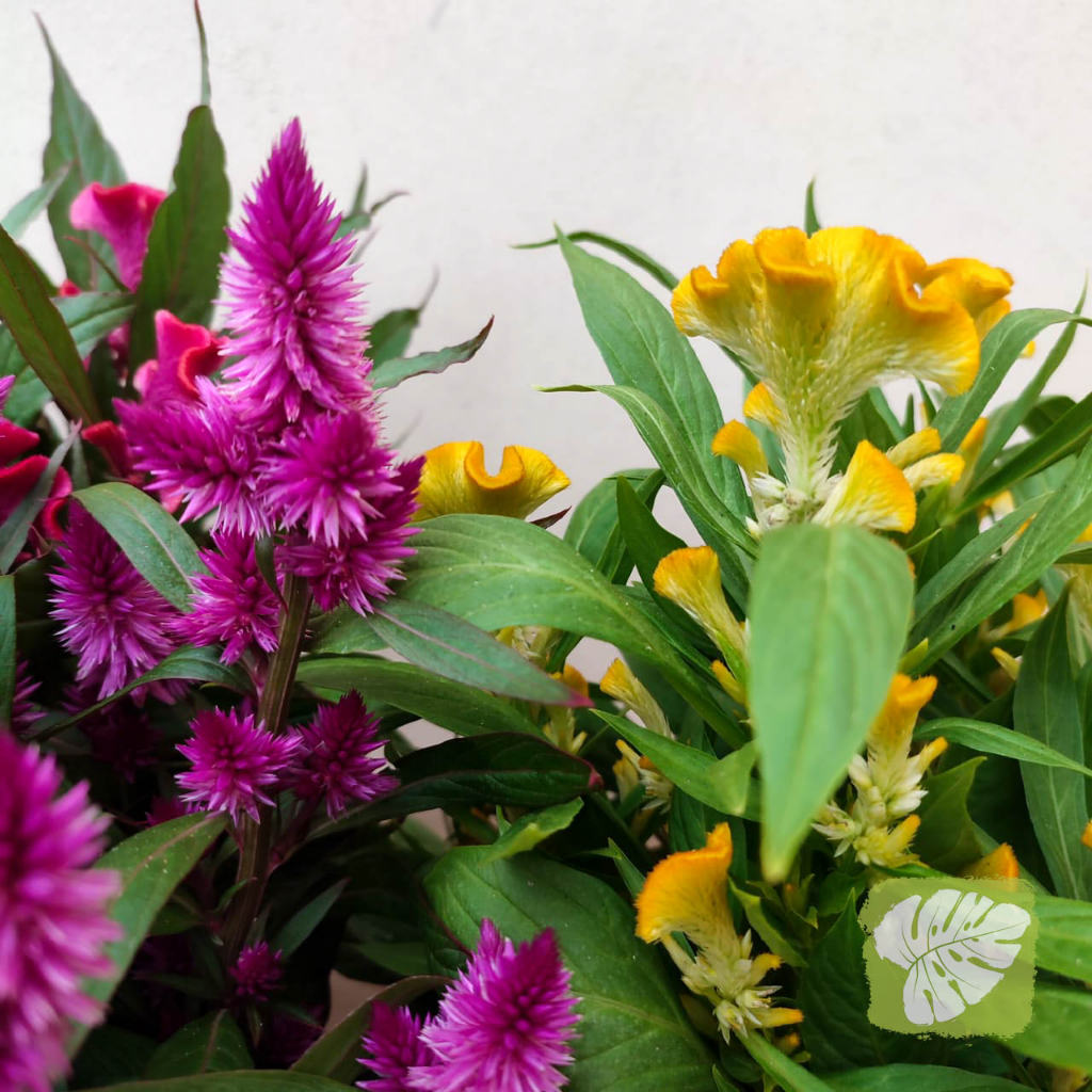 Celosia Balung Ayam 鸡冠花 (Random Color) IOB | Shopee Malaysia