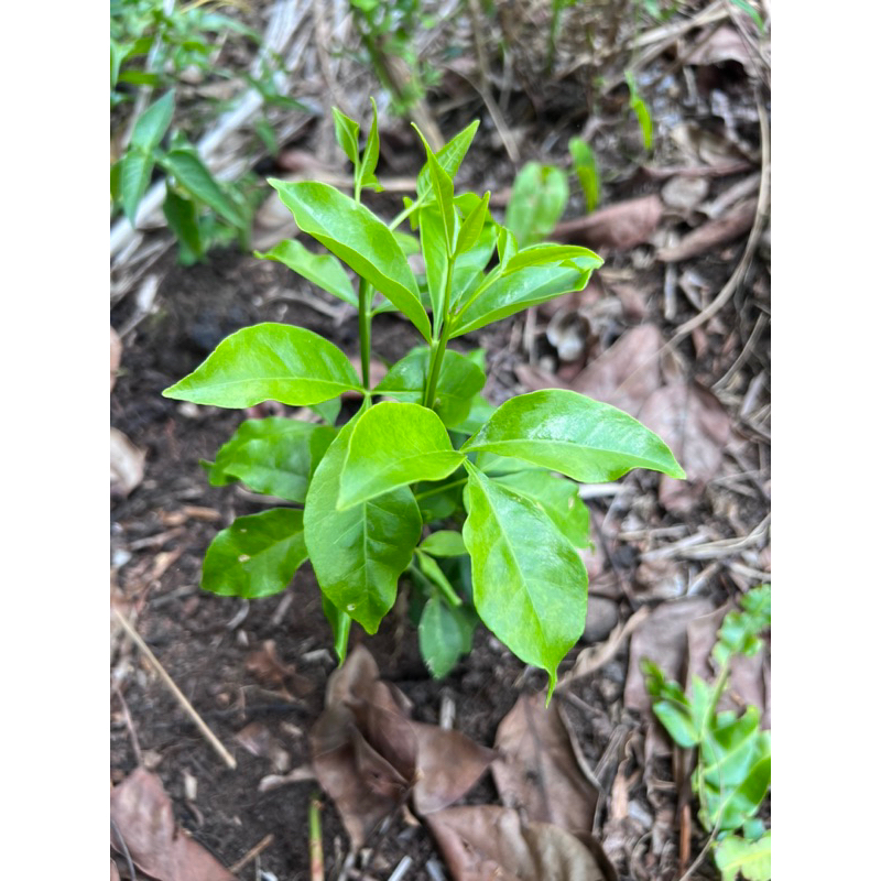 Anak Pokok Ulam Tenggek Burung 100% Liar & Semula Jadi | Shopee Malaysia