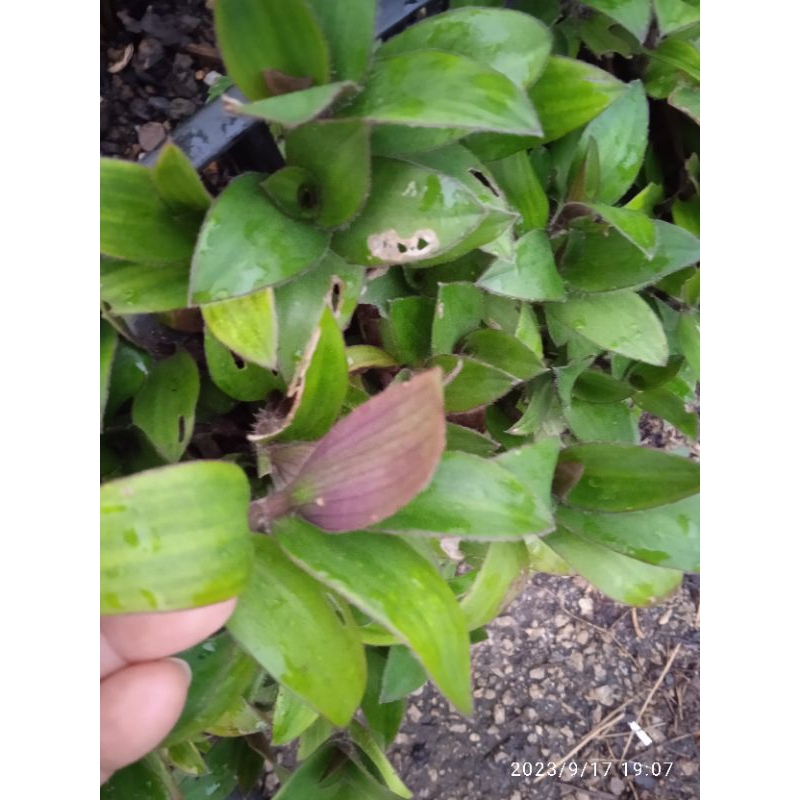 Inch Plant cuttings200g水龟草Keratan Pokok Telinga Kera | Shopee Malaysia