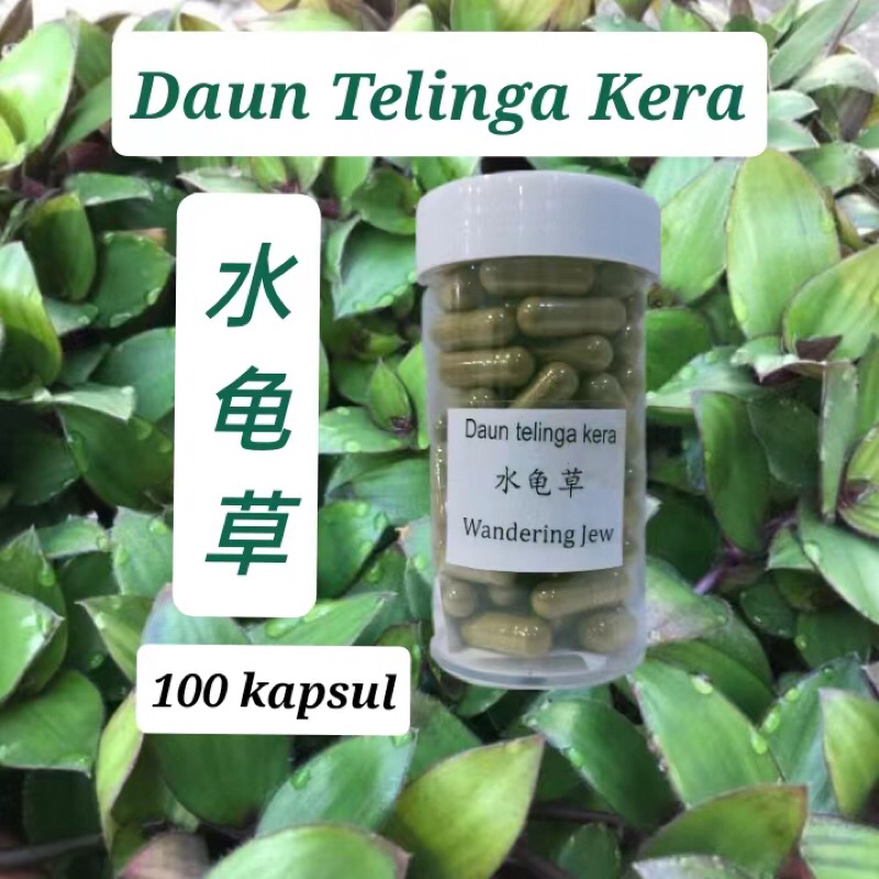水龟草 Daun Telinga Kera | Shopee Malaysia