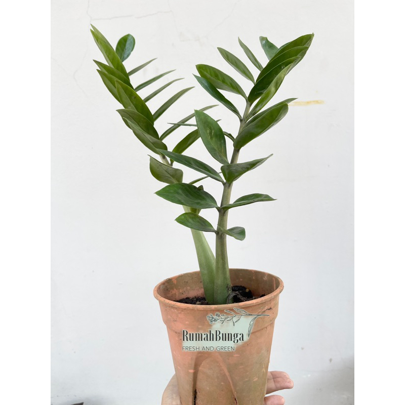 [Rumah Bunga] Zamioculcas Zamiifolia Green | Pokok Duit | Money Tree ...