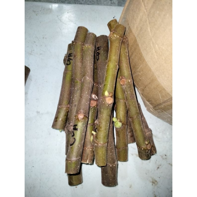 keratan batang pokok tin | Shopee Malaysia