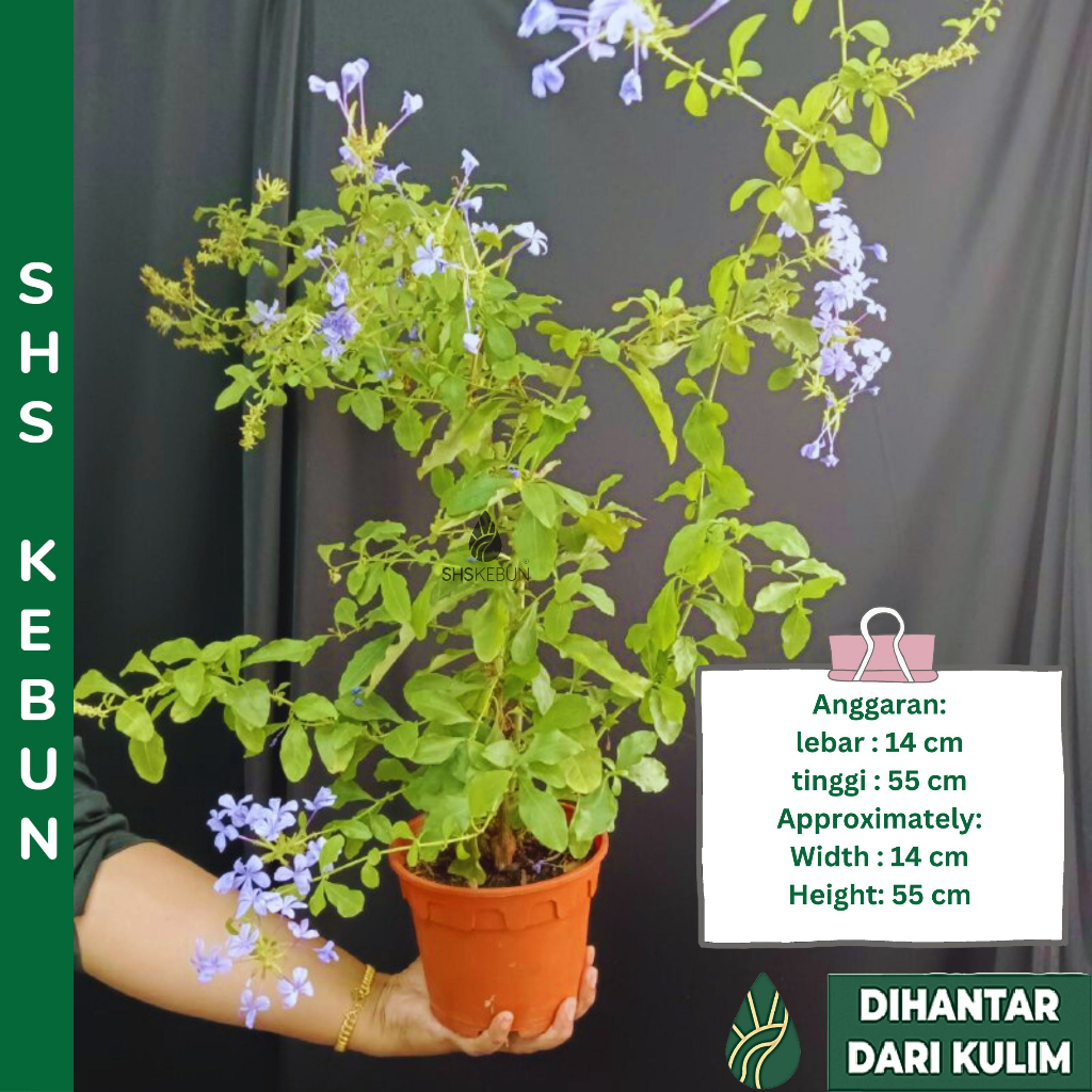 Pokok Plumbago Auriculata Live Plant Garden Outdoor Plumbago Blue Biru ...