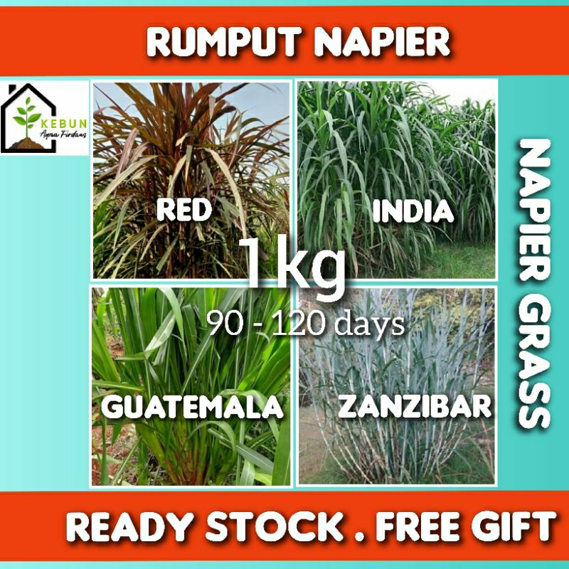 Keratan Rumput Napier India 1 kg | Shopee Malaysia
