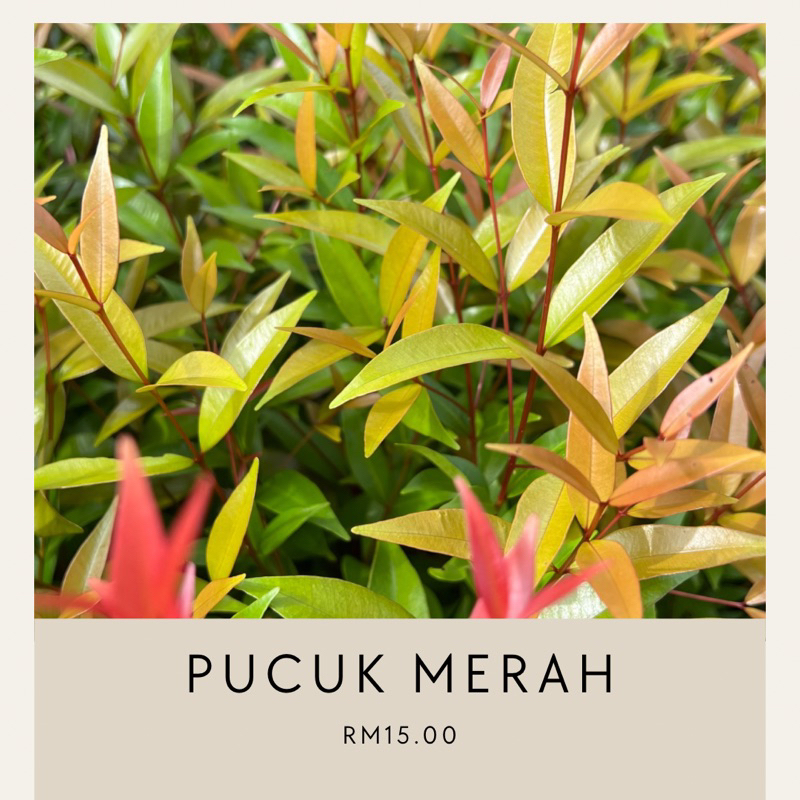 pokok kelat paya atau pucuk merah, sesuai untuk dijadikan tanaman pagar ...