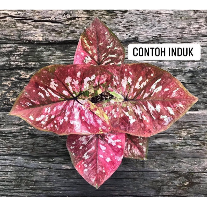 Ab Nursery Thai Caladium Keladi Thai Silagod Shopee Malaysia