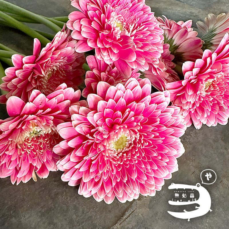 [Large bloom] High-grade Celebrity fresh cut flowers [10stems] from ...