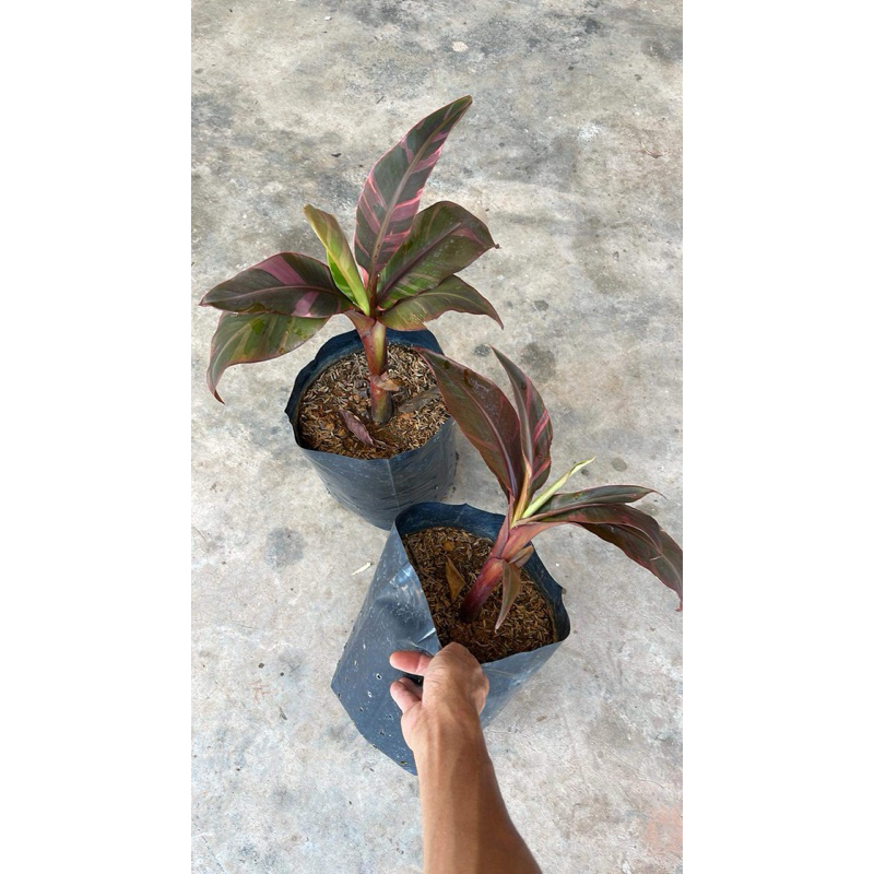 Musa Nono/ Banana Pink Variegated | Shopee Malaysia