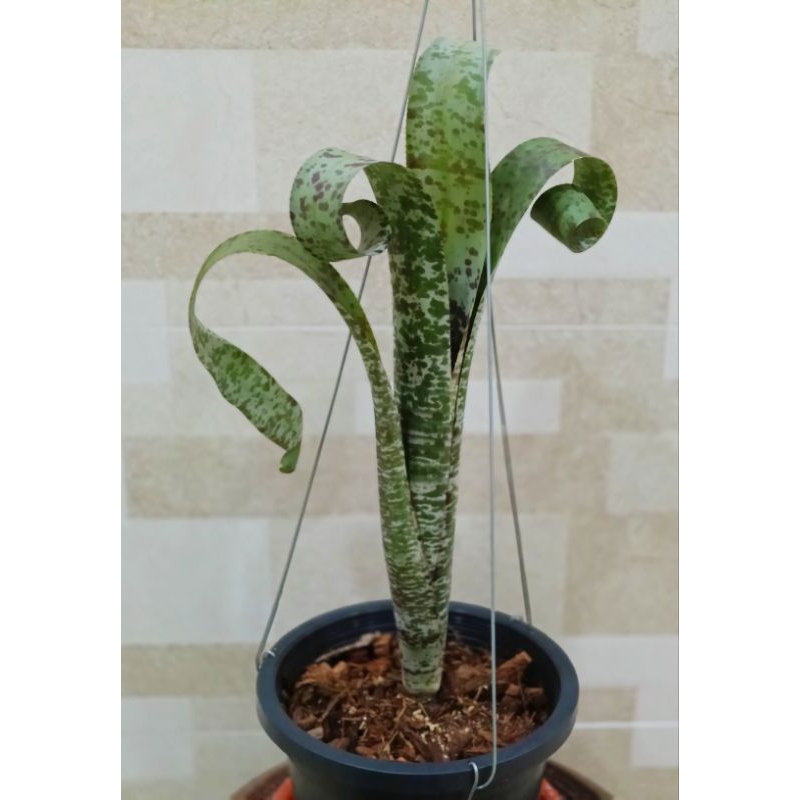 Bromeliad Quesnelia Marmorata Tim Plowman (Curled Foliage) | Shopee ...