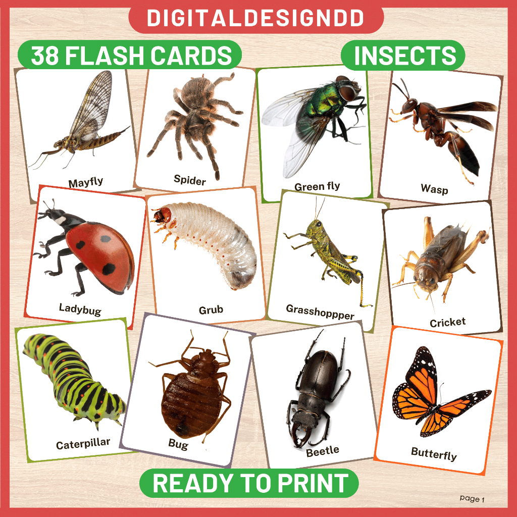 Insect Digital PDF Flash Cards for baby kids toddler preschool Kad ...